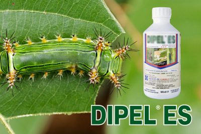 Corporate Profile | Hextar Global Berhad