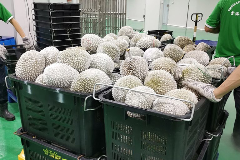 Fresh & Frozen Durian | Hextar Global Berhad
